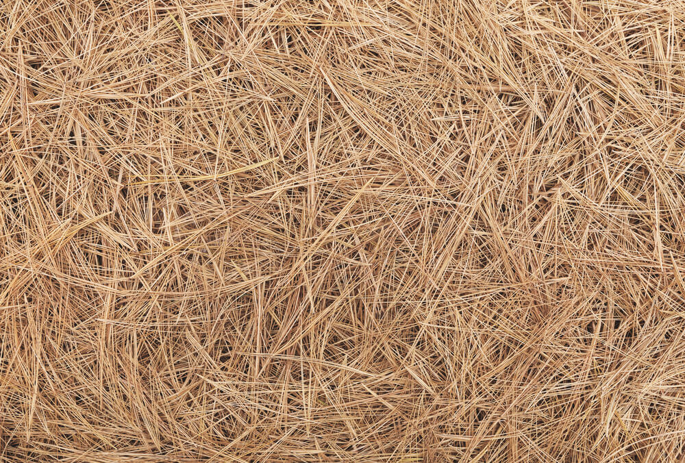Front Yard Landscaping Ideas With Pine Straw | Big Easy Landscaping
