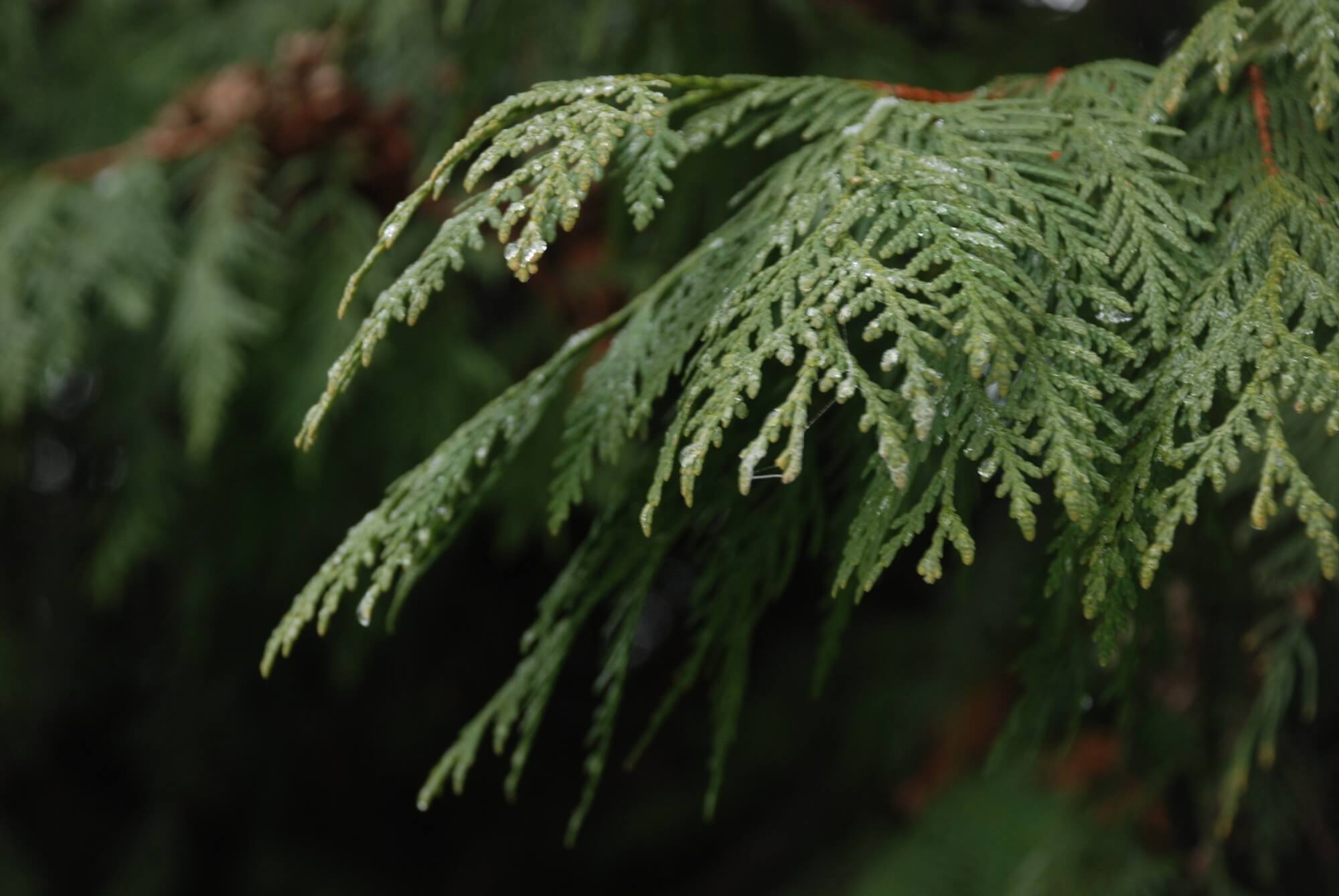 8 Winter Landscaping Ideas for Your Home | Big Easy Landscaping